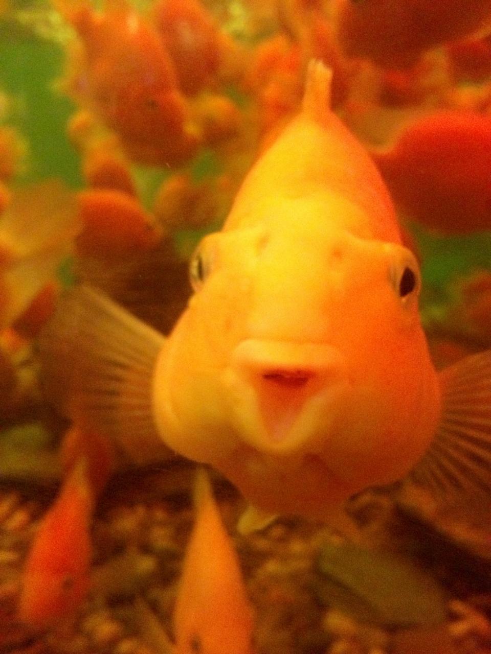 OMG DERP FISH