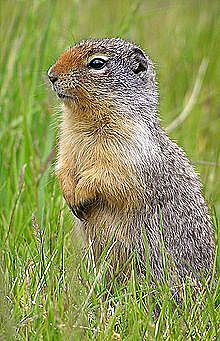 gopher mod Minecraft Mod