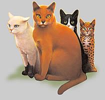 warriors cat skin series Minecraft Map