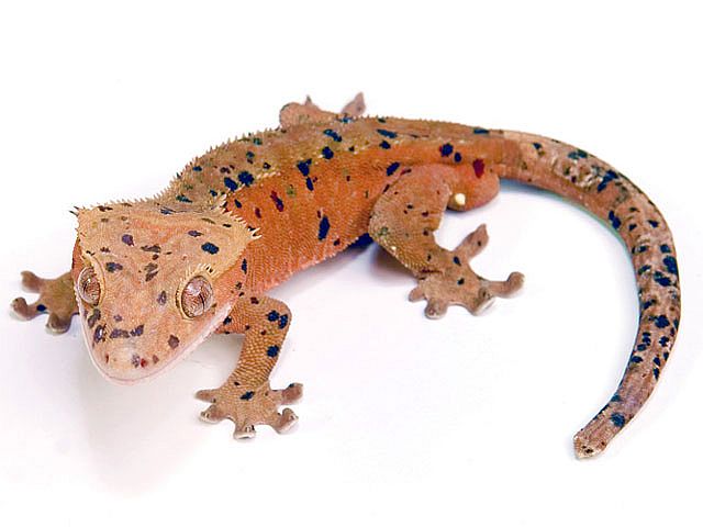 CornCraft Minecraft Server