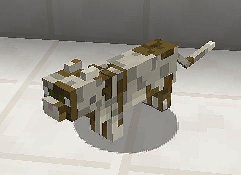 White and Ginger Patched