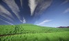 Windows XP "Bliss" wallpaper recreated Minecraft Map