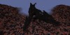 Underworld - hell hound/dragon Minecraft Map
