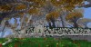 Lothlorien - LOTR Minecraft Map