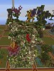 Midsummers Dream - Spark plot on Sunfury.org Minecraft Map