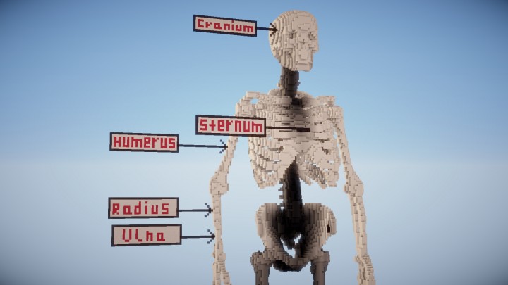 Skeleton for educational purposes Minecraft Map