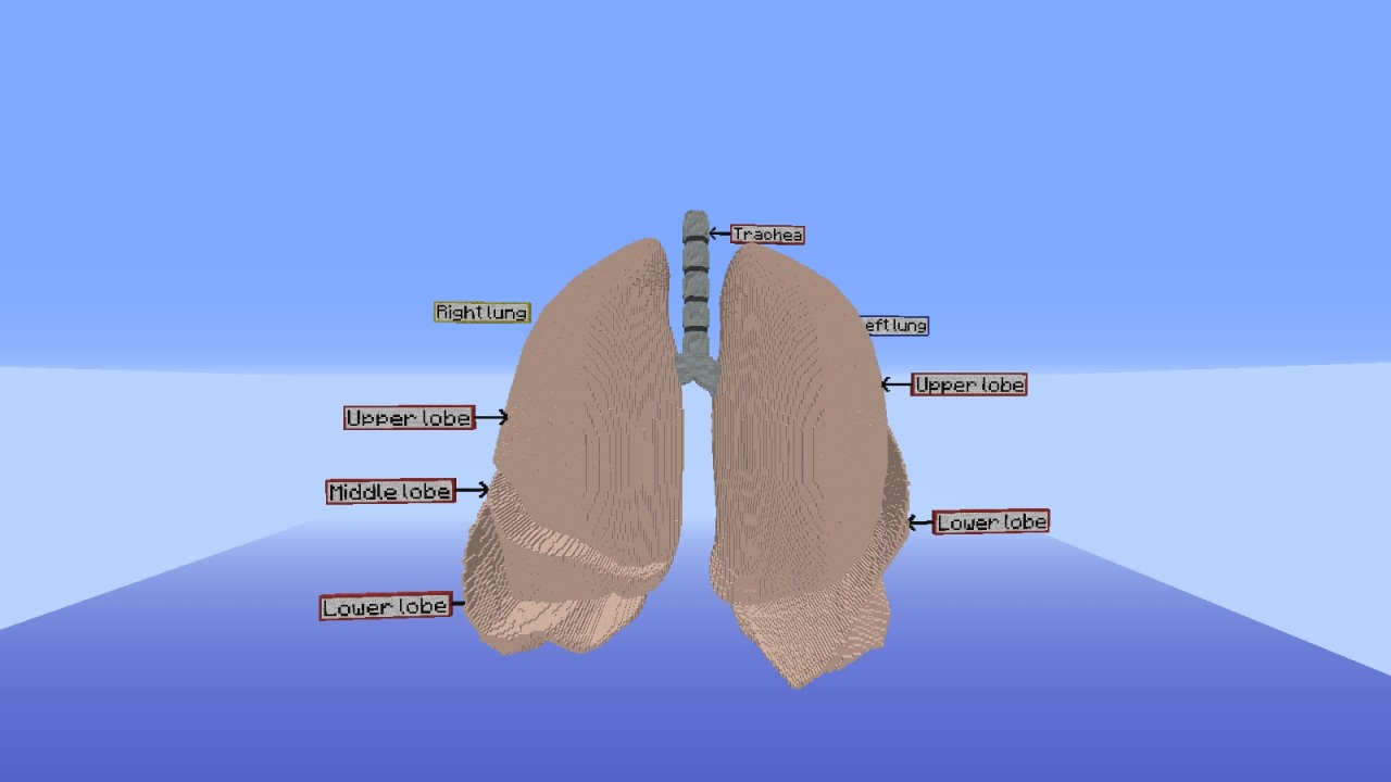 Lungs [Anatomy] Minecraft Map