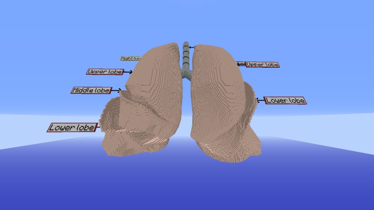 Lungs [Anatomy] Minecraft Map