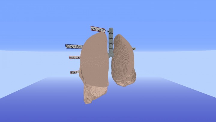 Lungs [Anatomy] Minecraft Map