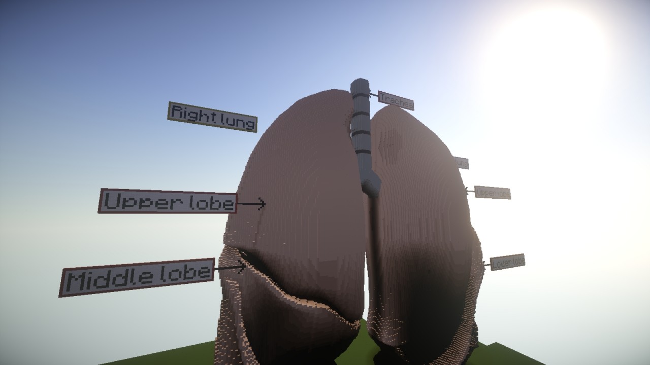 Lungs [Anatomy] Minecraft Map
