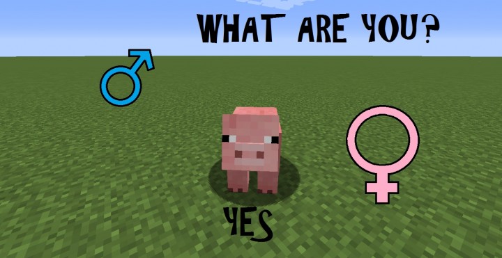 The Gender of Animals - Pigs