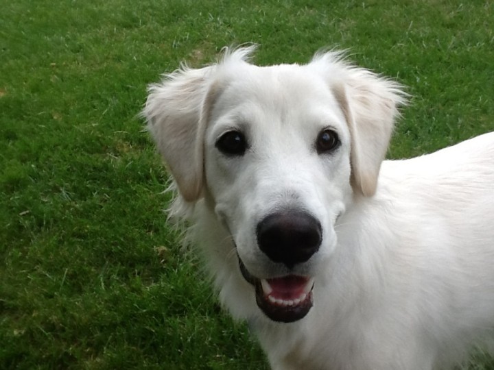 The story of my dogs..