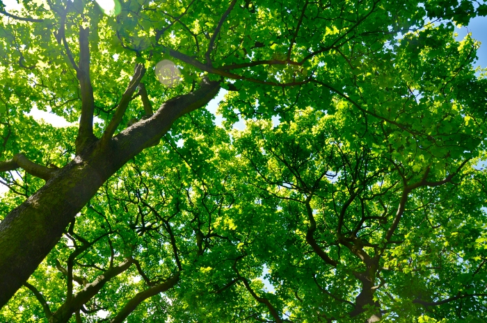 Summer Leaves ~poem Minecraft Blog