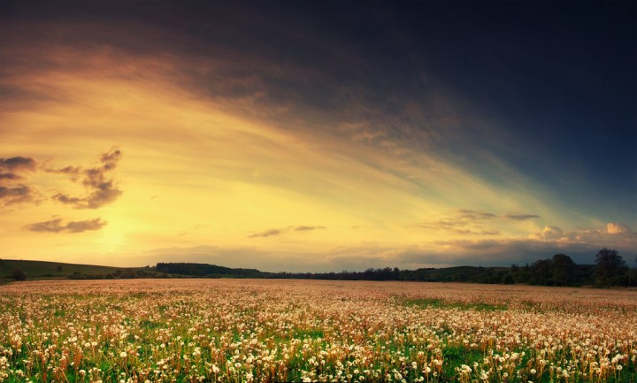 Fields of Nostalgia - Poetry Collection