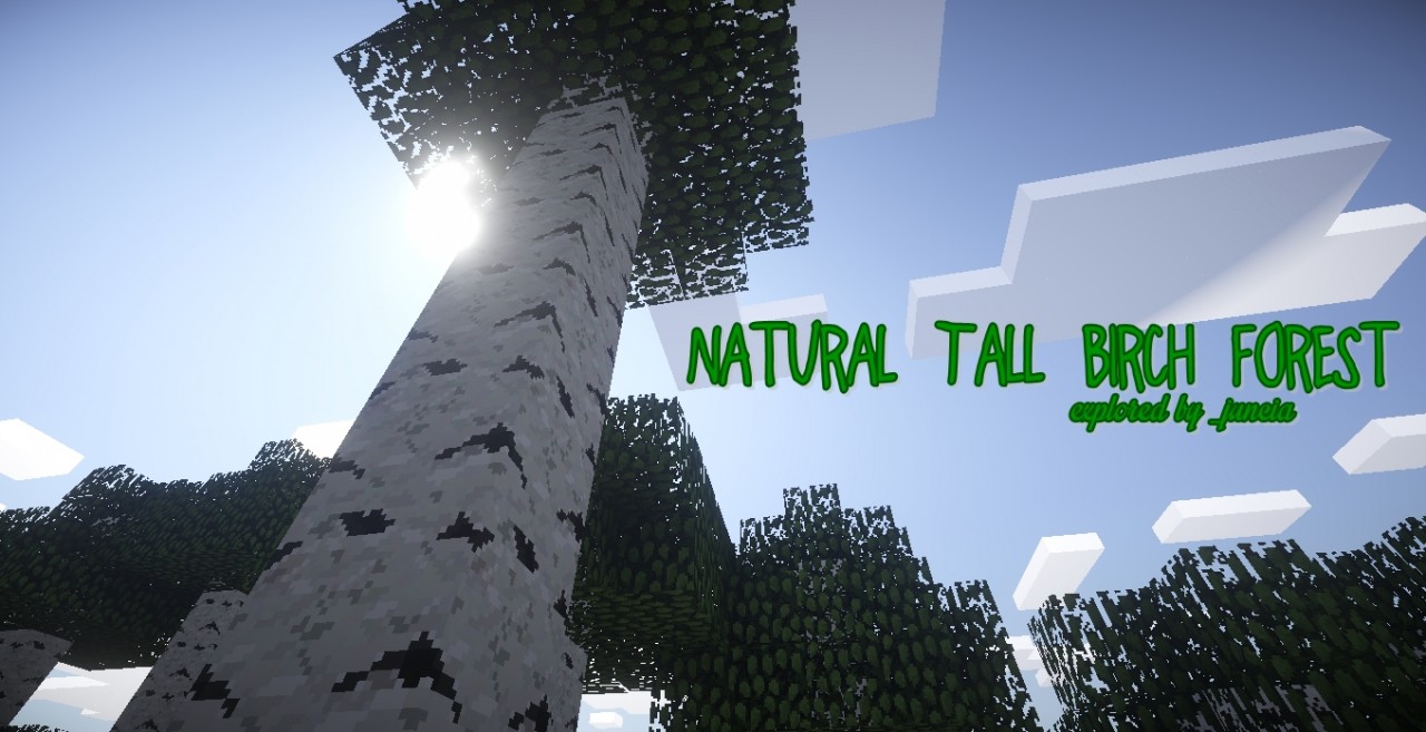| _ʝυиcıɑ | Natural Tall Birch Forest [SEED!] Minecraft Project