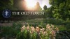 The Old Forest Minecraft Map
