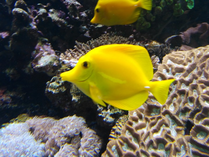 Orecraft (1.12.1) Minecraft Server