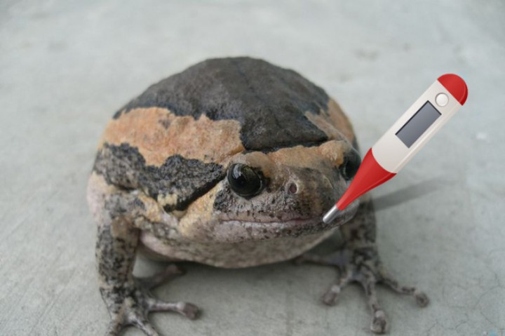 The Nest Minecraft Server