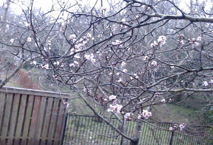 The Peach Trees are Blooming! Minecraft Blog